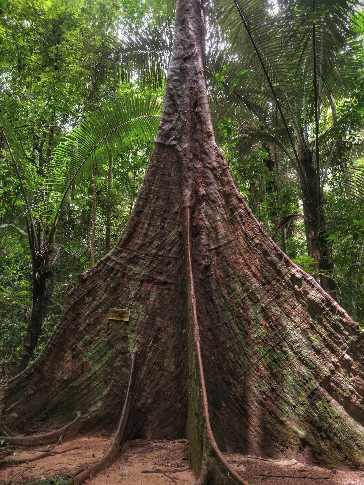 All You Need to Know About Tiger Temple Cave in Krabi